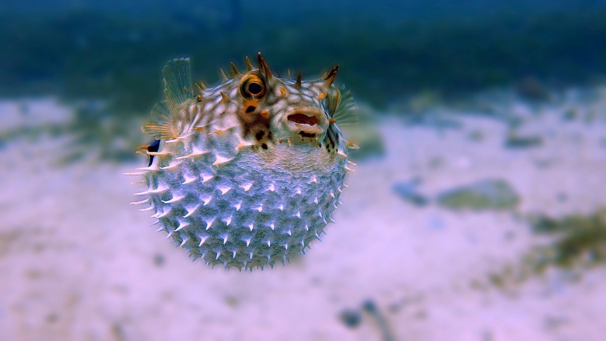 Fun Facts About Pufferfish Ocean Conservancy Fun Facts About Pufferfish Ocean Conservancy