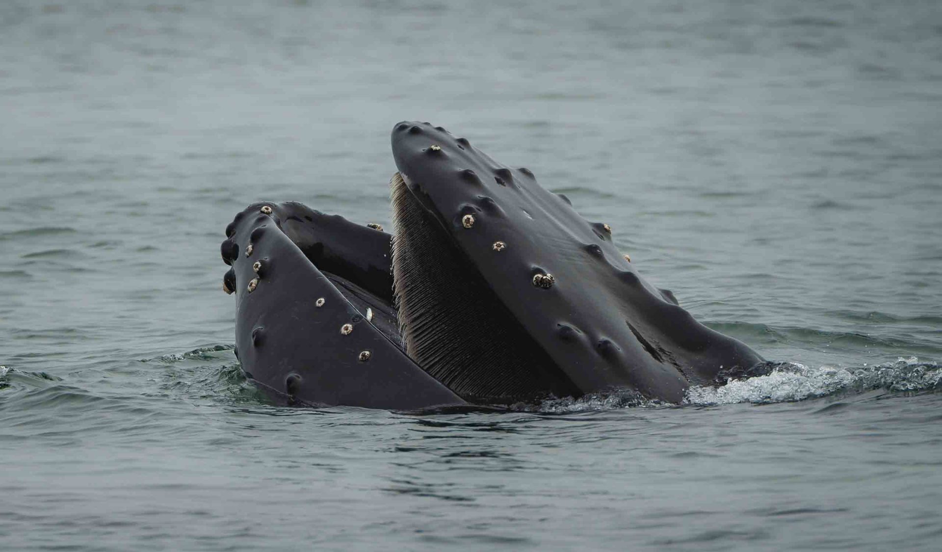 How Does Filter Feeding Work? - Ocean Conservancy