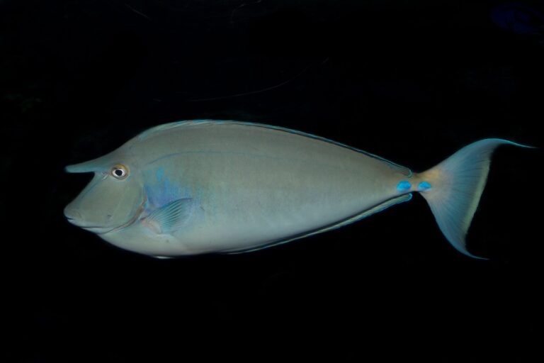 The Unique Unicornfish - Ocean Conservancy