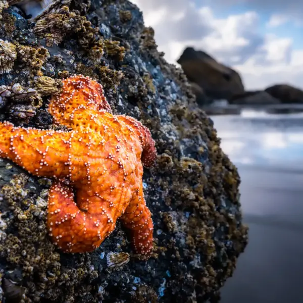 Intertidal Zone Animals List