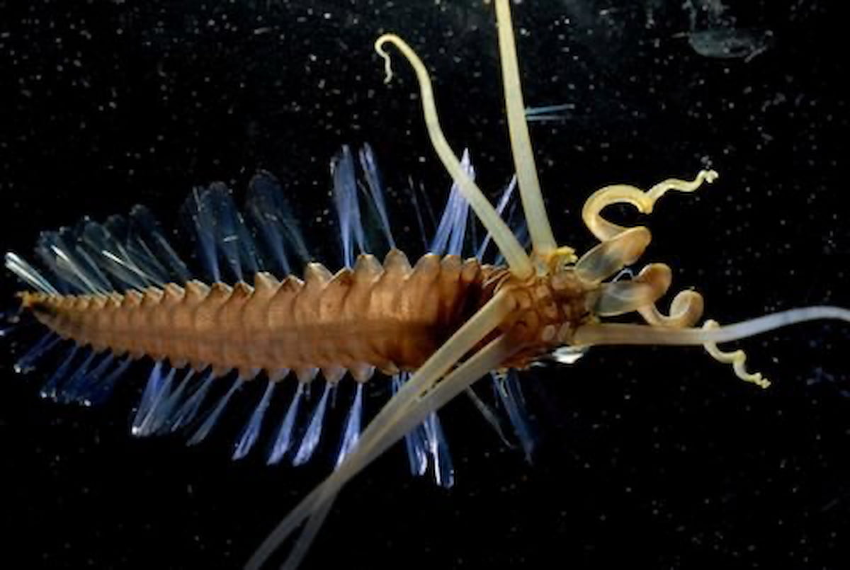 Meet the Squidworm - Ocean Conservancy