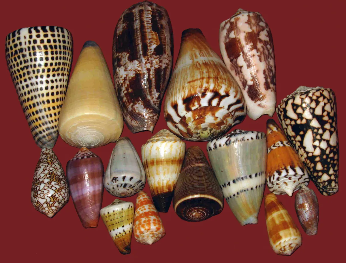 Caution: Killer Cone Snails - Ocean Conservancy