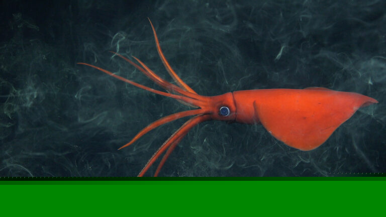 100+ New Species Discovered in the Deep Sea