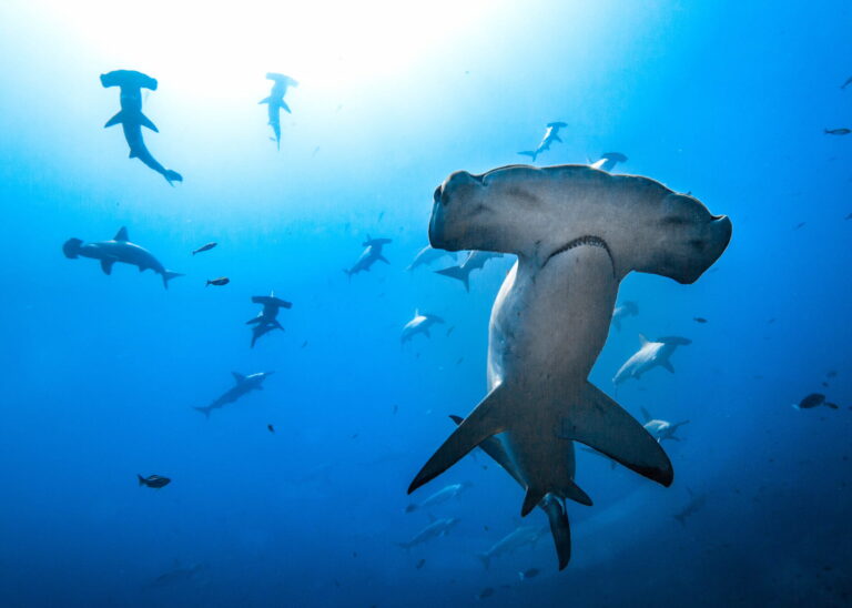 How Many Species of Hammerhead Shark Are There? - Ocean Conservancy