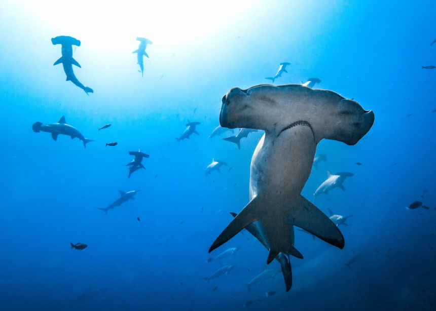 How Many Species of Hammerhead Shark Are There? - Ocean Conservancy