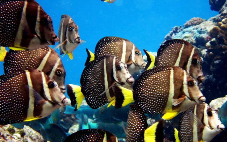 Meet the Surgeonfish - Ocean Conservancy