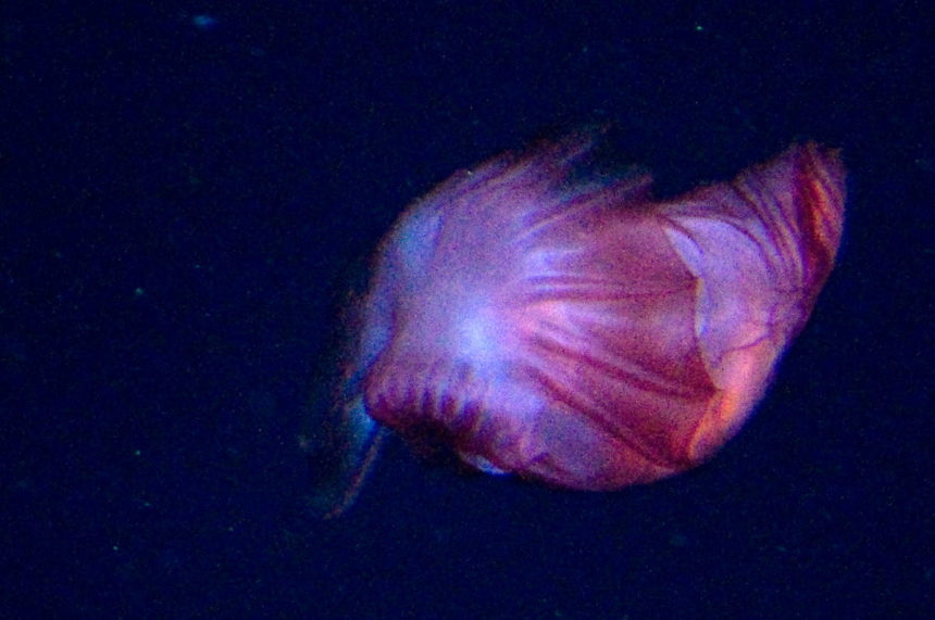 Why is This Sea Cucumber Called a Headless Chicken Monster? - Ocean ...