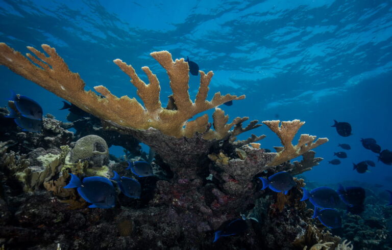 Meet the Surgeonfish - Ocean Conservancy