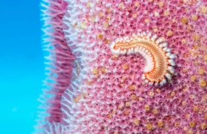 What is a Bearded Fireworm? - Ocean Conservancy