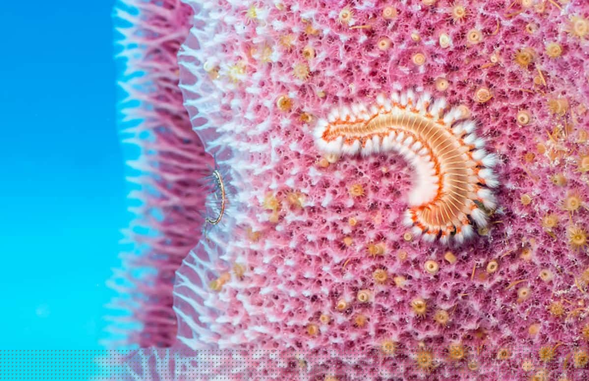 What is a Bearded Fireworm? - Ocean Conservancy