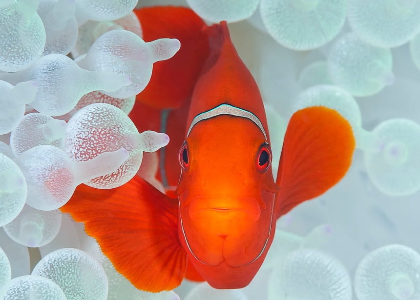 Four Impacts of Ocean Warming - Ocean Conservancy