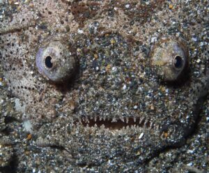 What is a Stargazer? - Ocean Conservancy