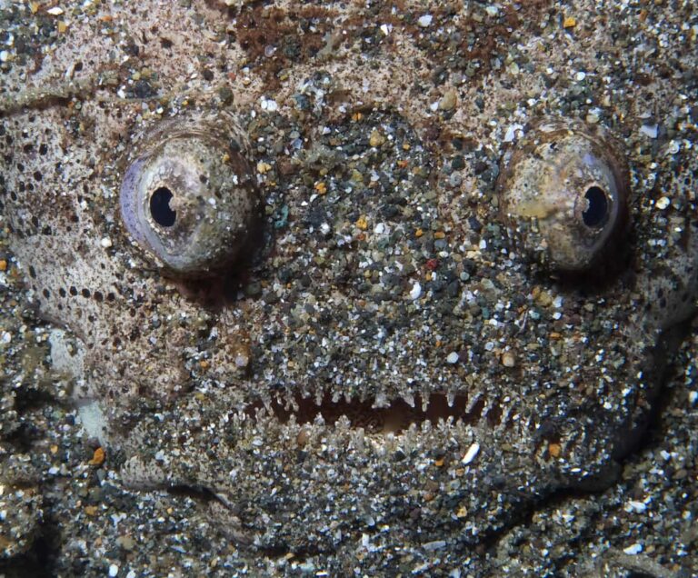 What is a Stargazer? - Ocean Conservancy