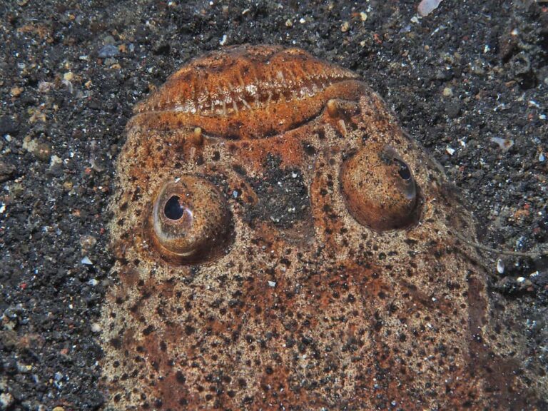 What is a Stargazer? - Ocean Conservancy