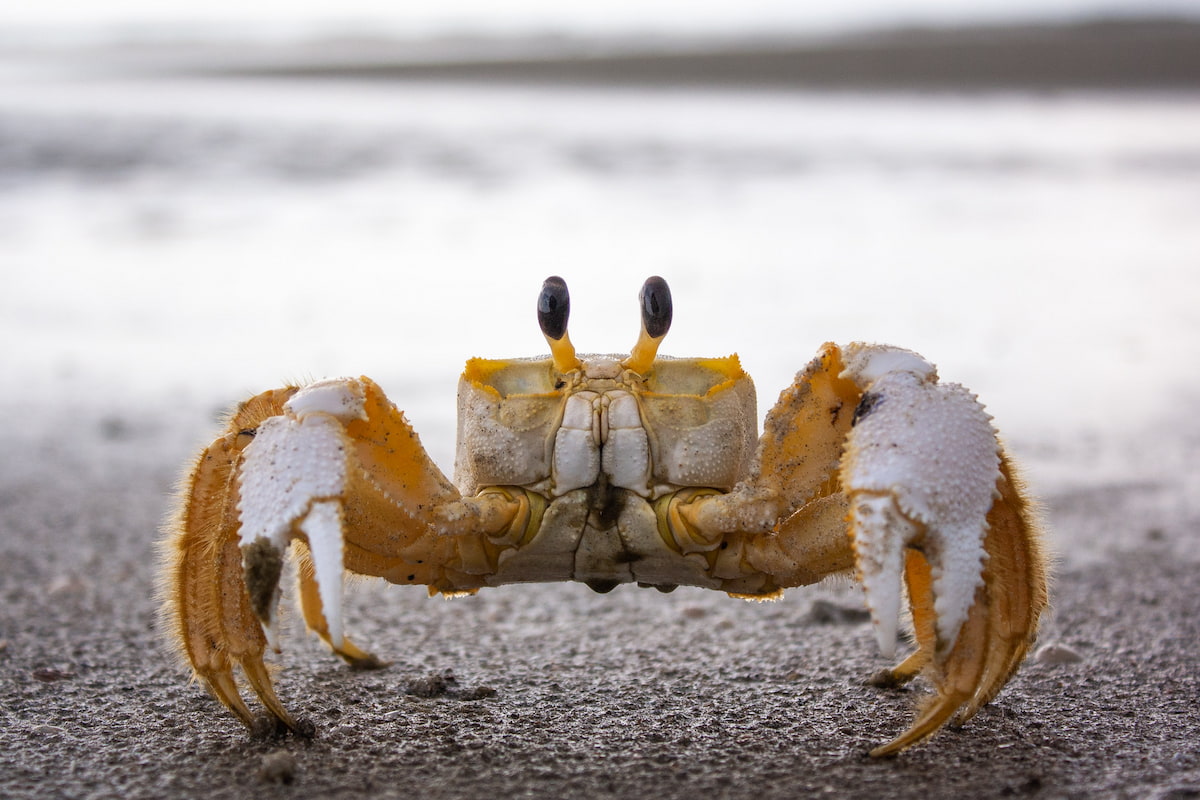 Four Animals That Live in the Dunes - Ocean Conservancy