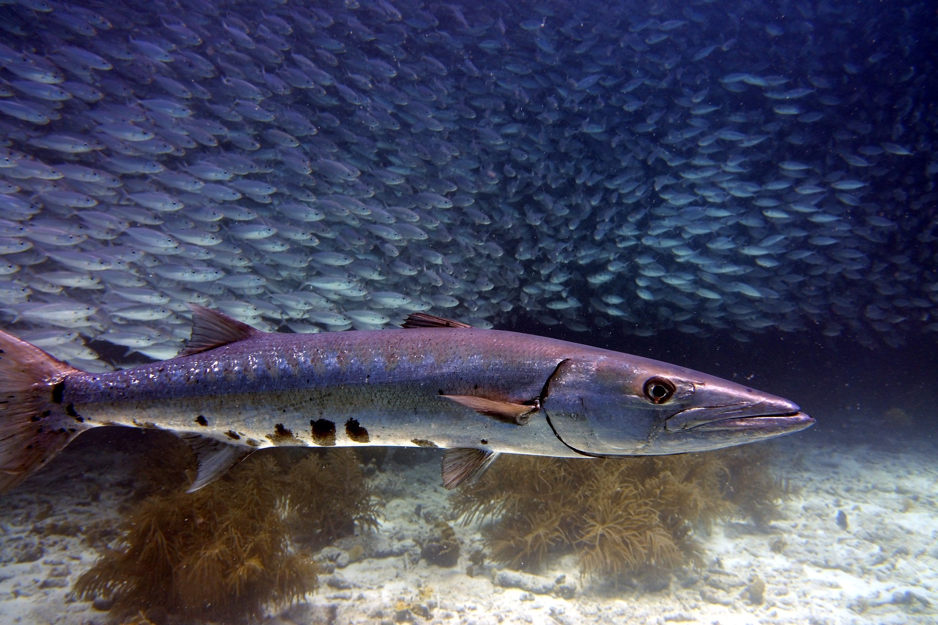 Oooh, Barracuda - Ocean Conservancy