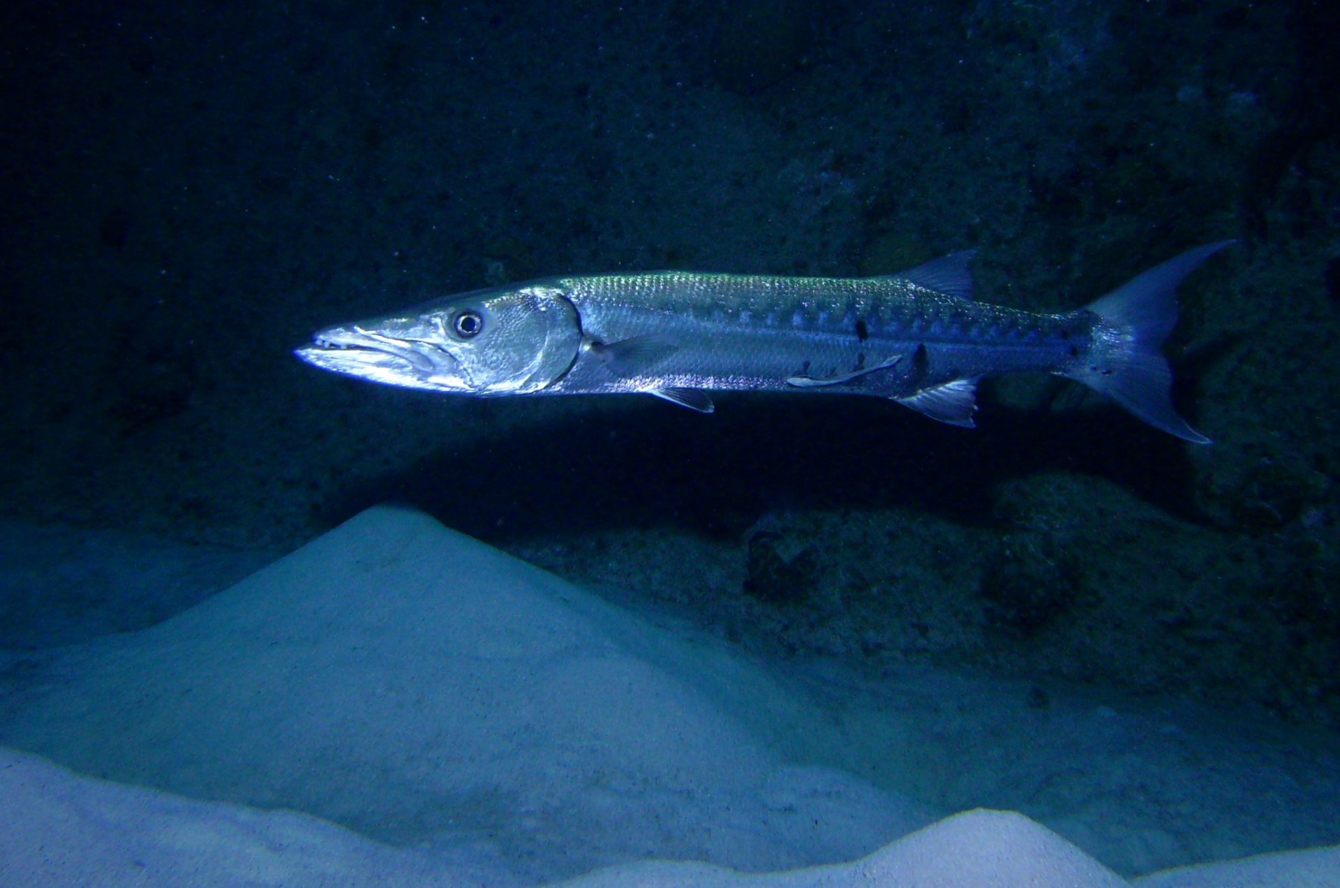 Oooh, Barracuda - Ocean Conservancy