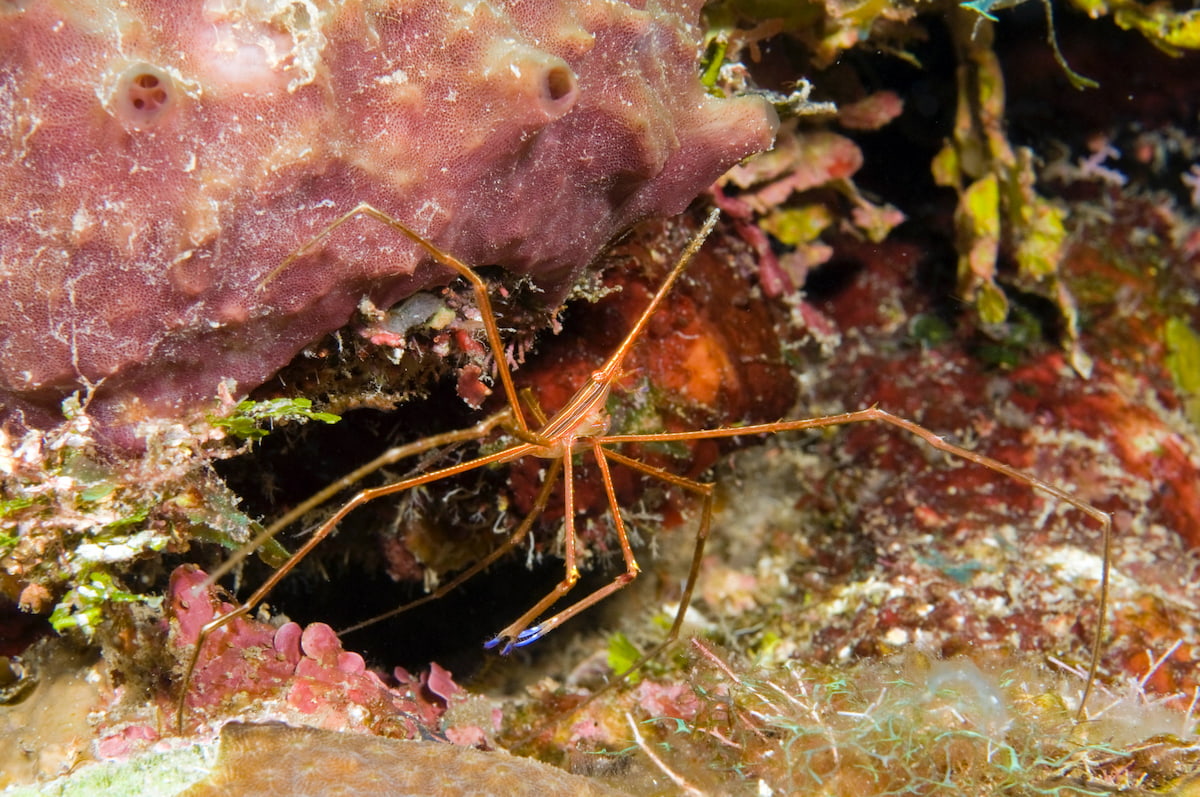 All About Arrow Crabs - Ocean Conservancy