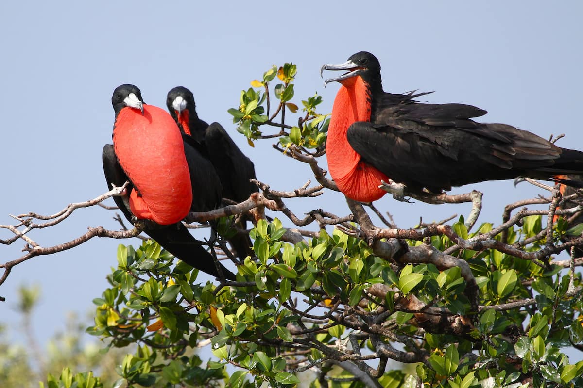 Meet the Magnificent Frigatebird - Ocean Conservancy