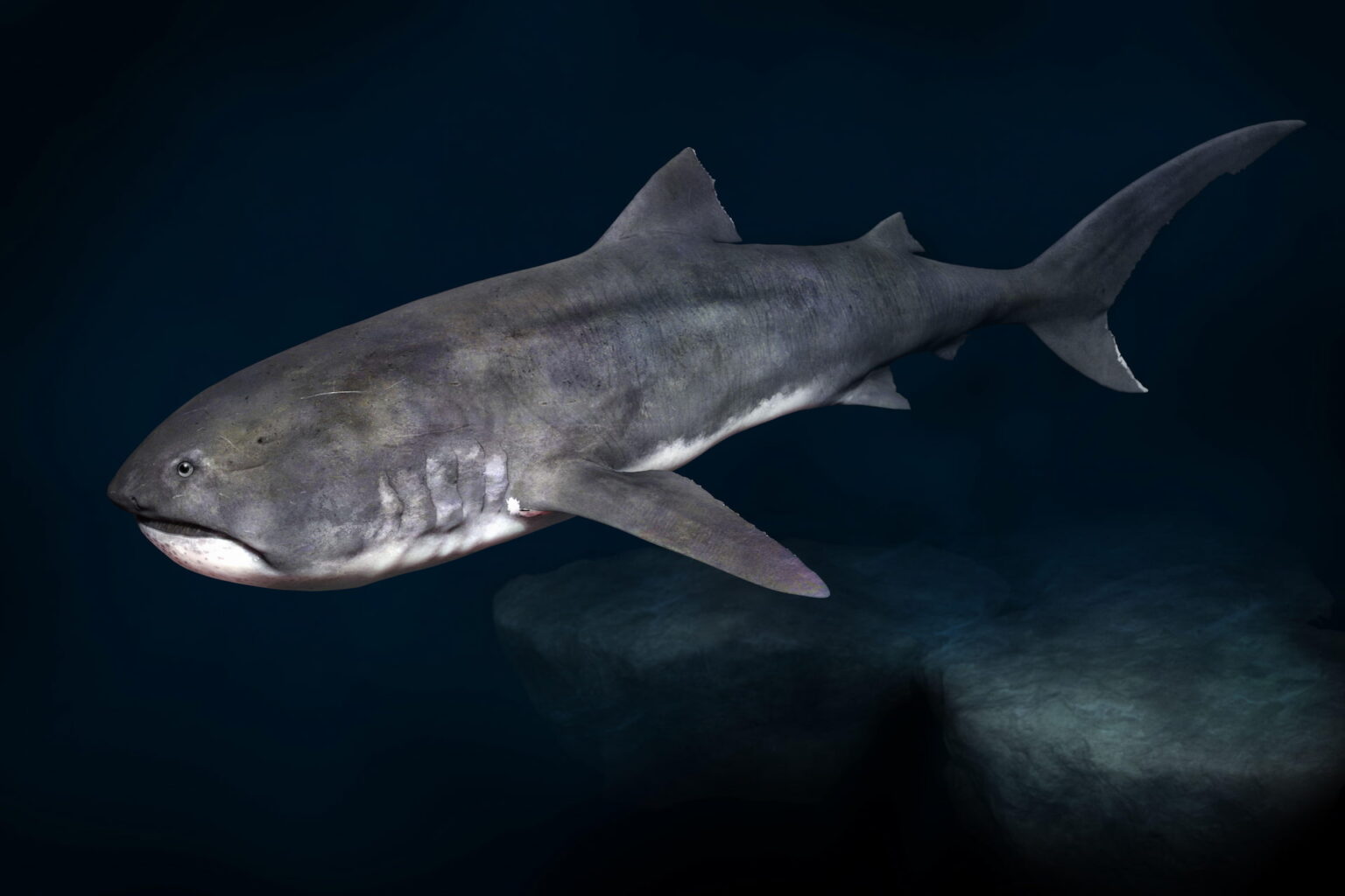 Megamouth Sharks are Megacool - Ocean Conservancy