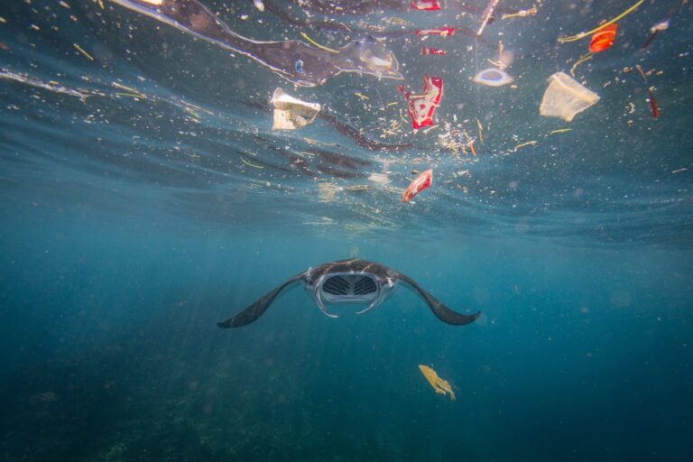 What are Microplastics and Microfibers? - Ocean Conservancy
