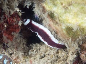 Fantastic Facts About Ribbon Worms - Ocean Conservancy