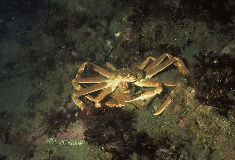 The Bering Sea Snow Crab Collapse: A Climate-Driven Crisis - Ocean ...
