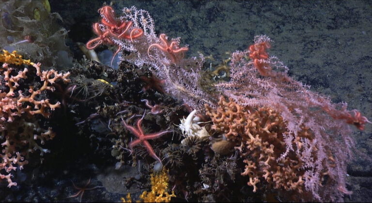 Three New Deep-Sea Discoveries - Ocean Conservancy