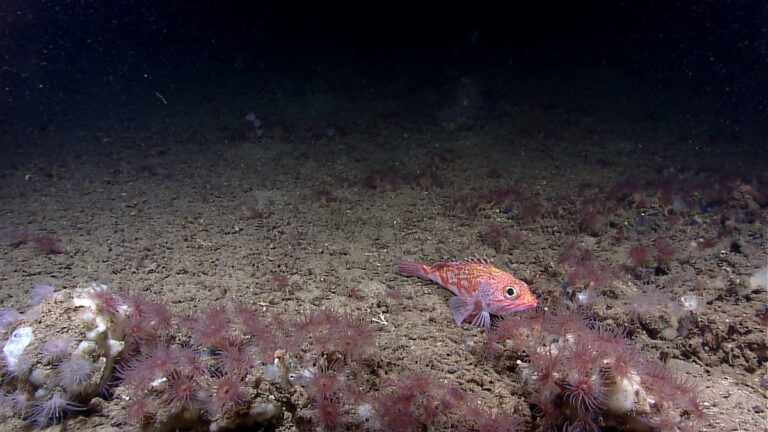 Three New Deep-Sea Discoveries - Ocean Conservancy