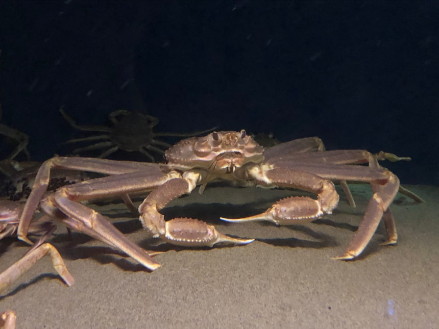 The Bering Sea Snow Crab Collapse: A Climate-Driven Crisis - Ocean ...