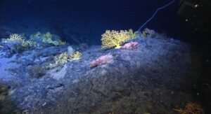 Three New Deep-Sea Discoveries - Ocean Conservancy