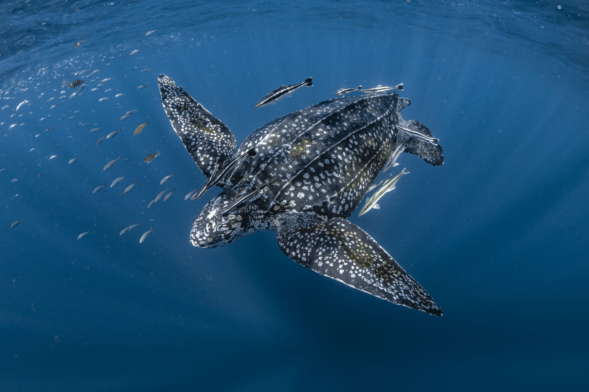 Home - Ocean Conservancy