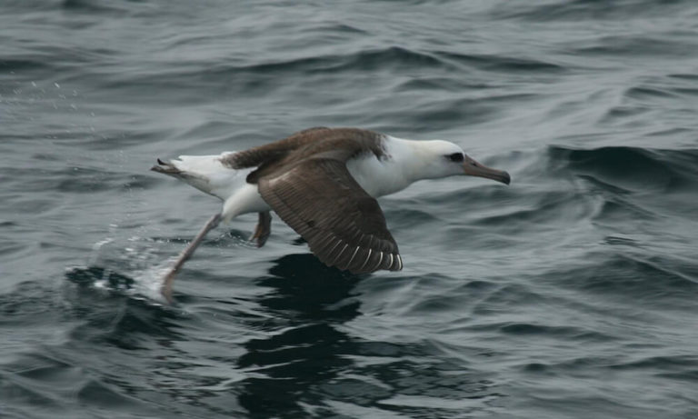 Plastic Pollution’s Toll on Seabirds - Ocean Conservancy