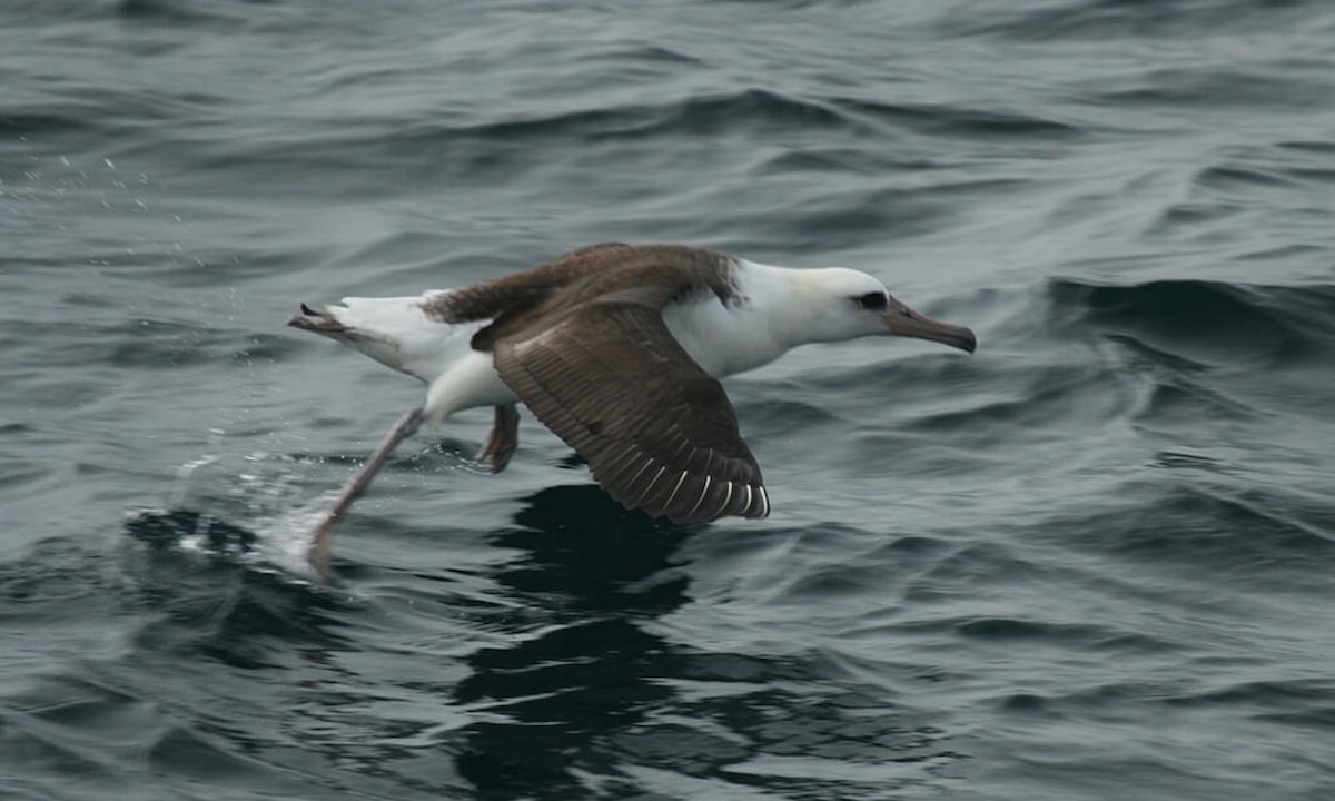 Plastic Pollution’s Toll on Seabirds - Ocean Conservancy