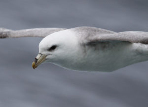 Plastic Pollution’s Toll on Seabirds - Ocean Conservancy