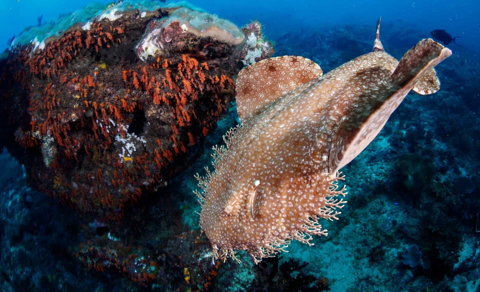 Newsroom - Ocean Conservancy