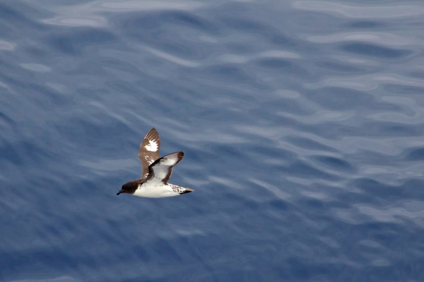 Plastic Pollution’s Toll on Seabirds - Ocean Conservancy