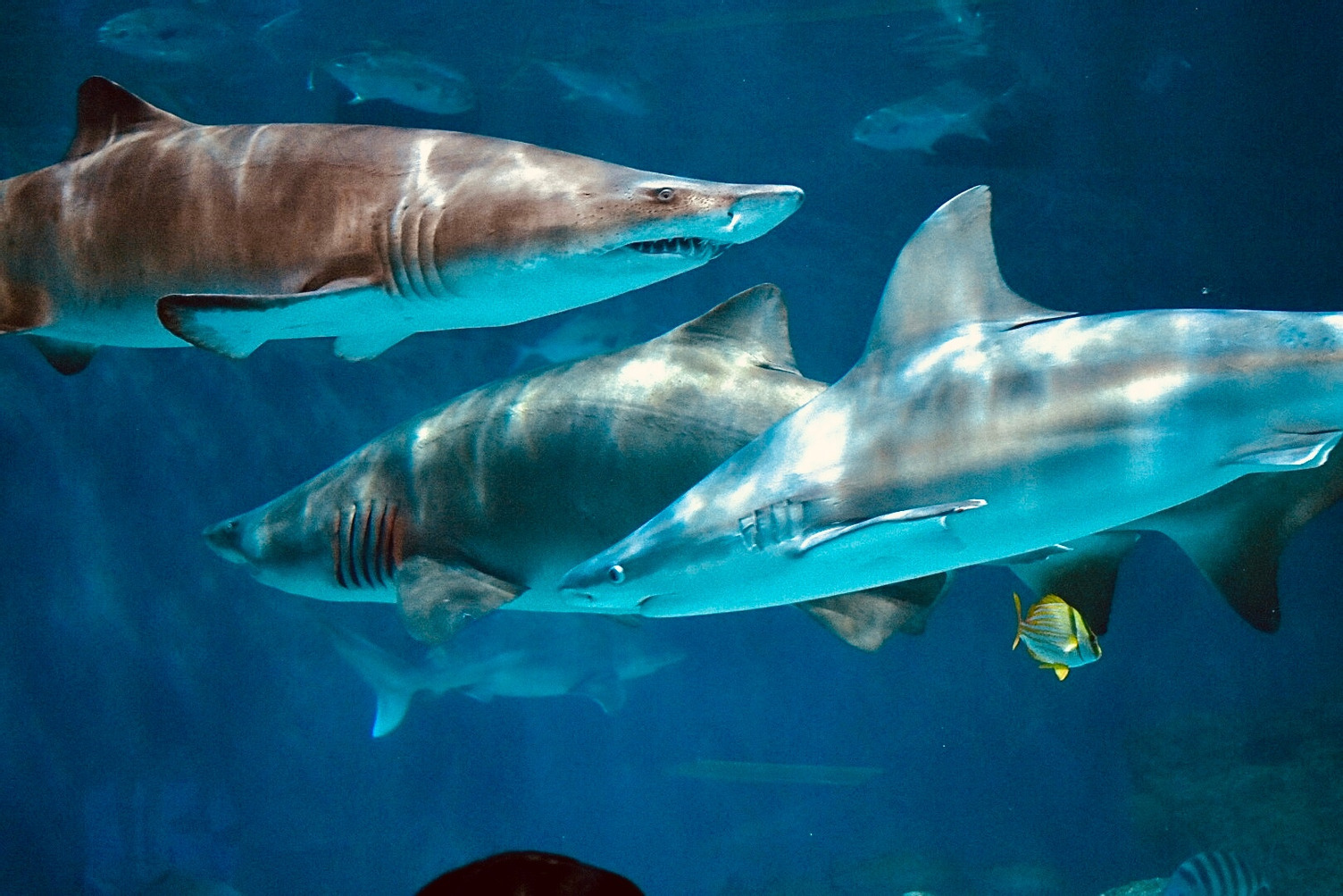 Protecting Biodiversity - Ocean Conservancy