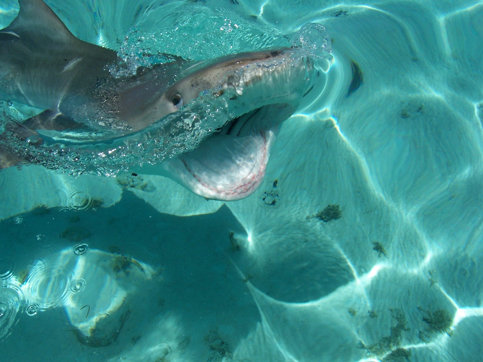 How are Sharks Affected by Plastic Pollution? - Ocean Conservancy