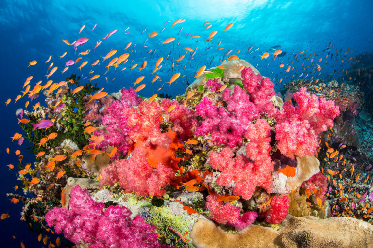 Blog - Ocean Conservancy