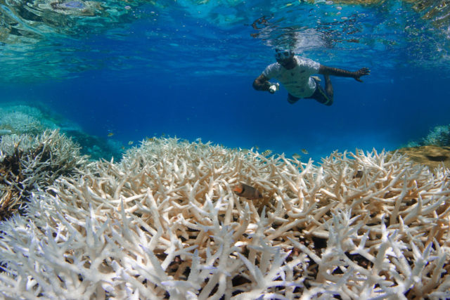 What is Coral Bleaching and Why is it Bad News for Coral Reefs? - Ocean ...