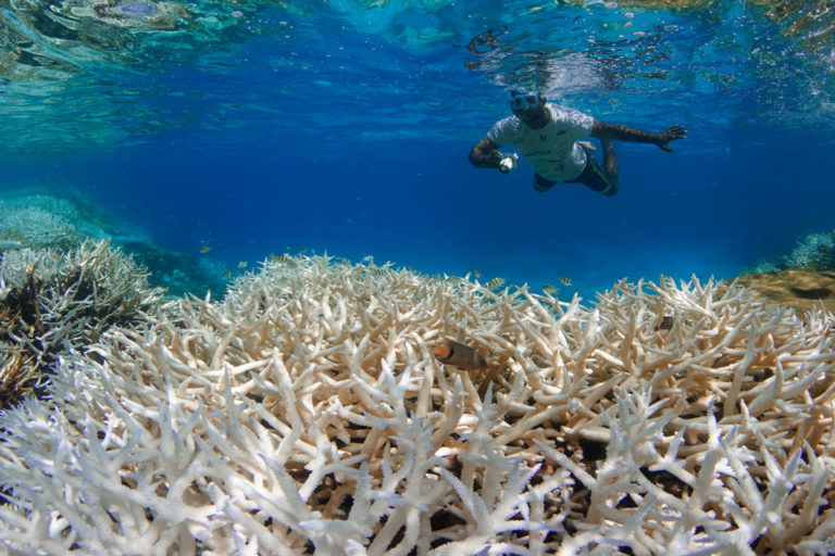 What is Coral Bleaching and Why is it Bad News for Coral Reefs? - Ocean ...
