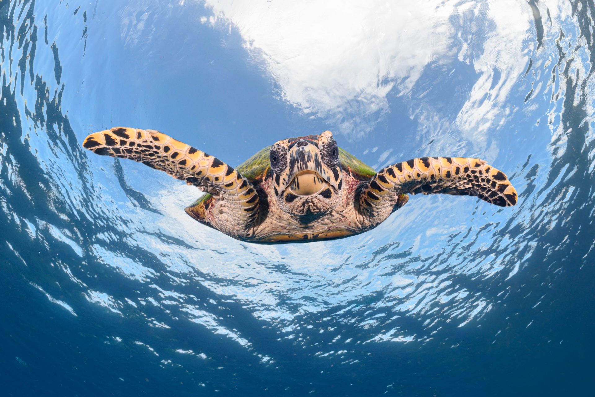 Wildlife Library - Ocean Conservancy