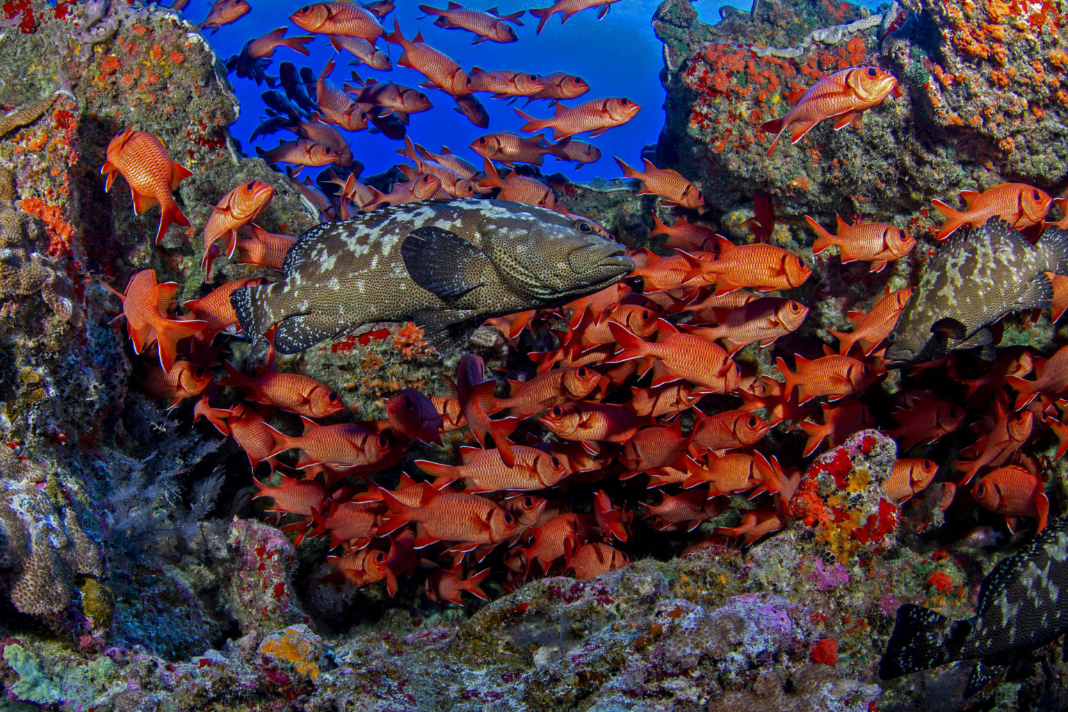 Protecting Biodiversity - Ocean Conservancy