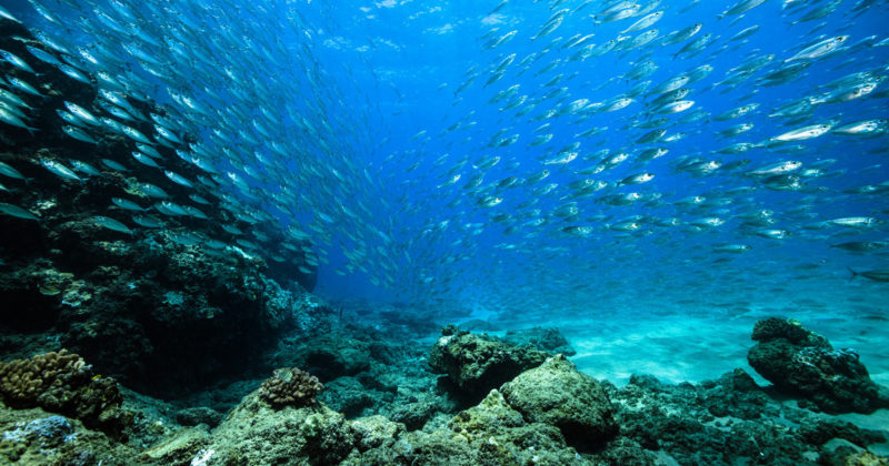 How NOAA Supports Abundant Fisheries - Ocean Conservancy