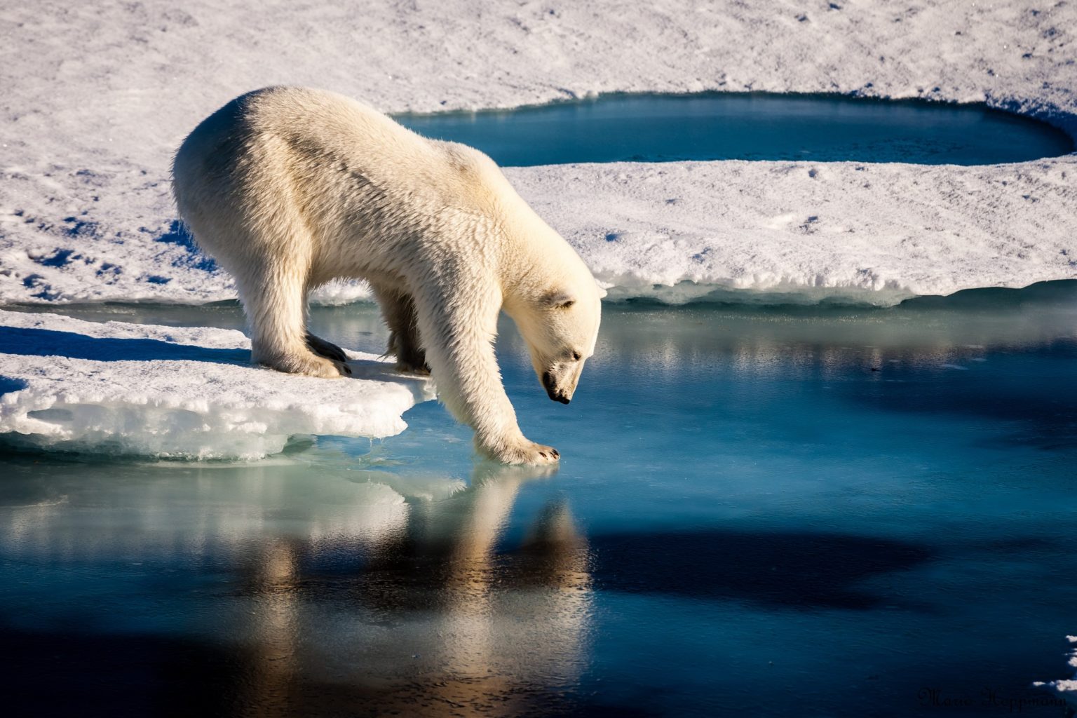 5 Animals That Need Sea Ice to Thrive - Ocean Conservancy