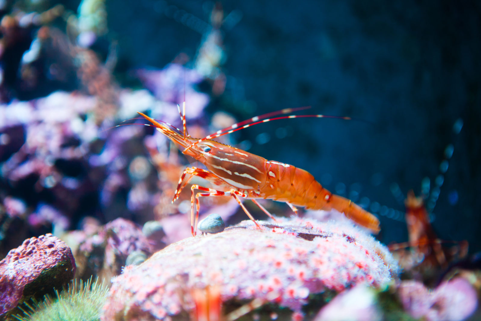 Homepage - Ocean Conservancy