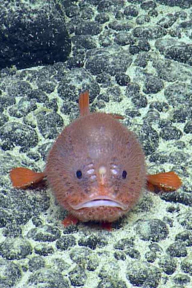Take Action - Ocean Conservancy