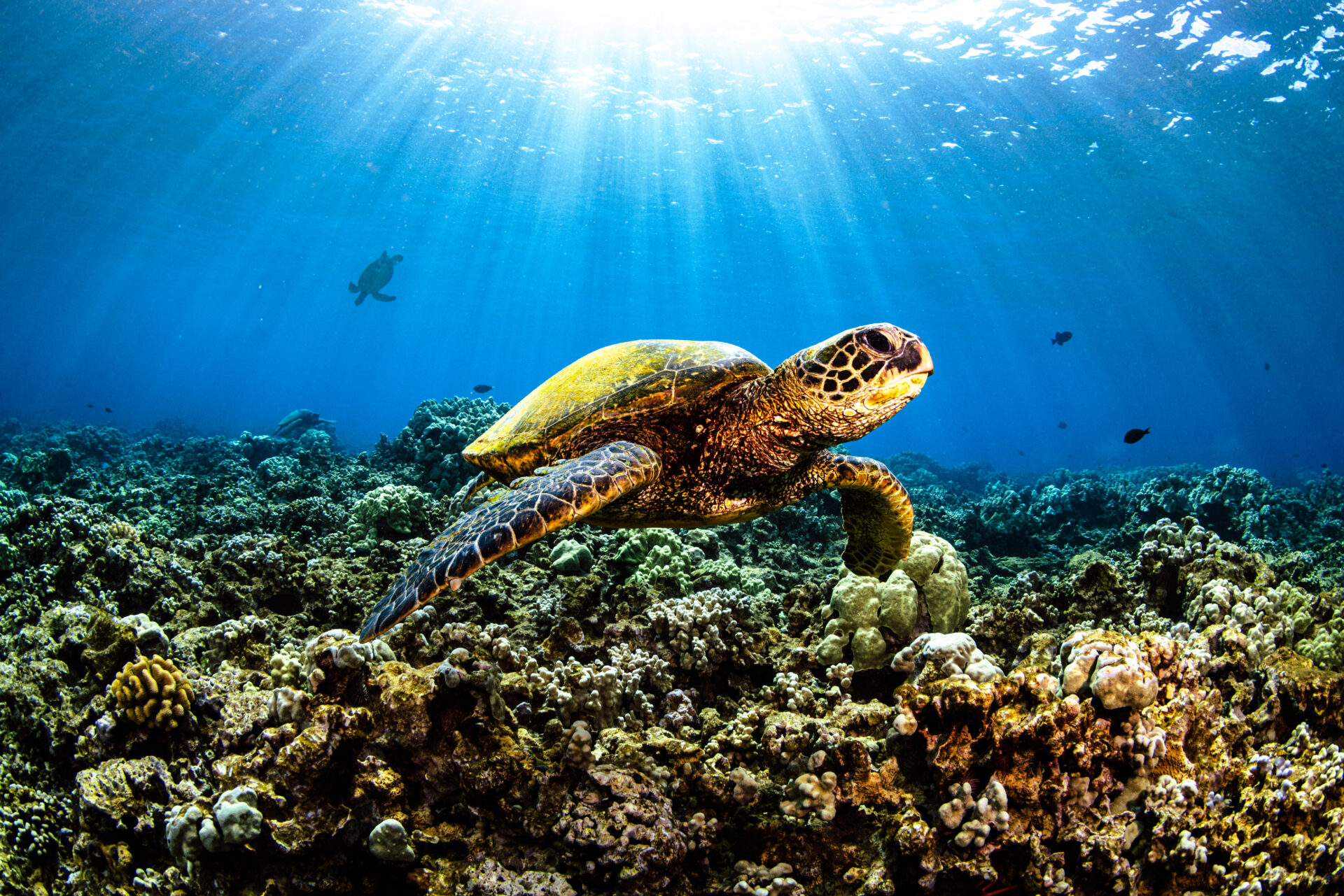 Homepage - Ocean Conservancy