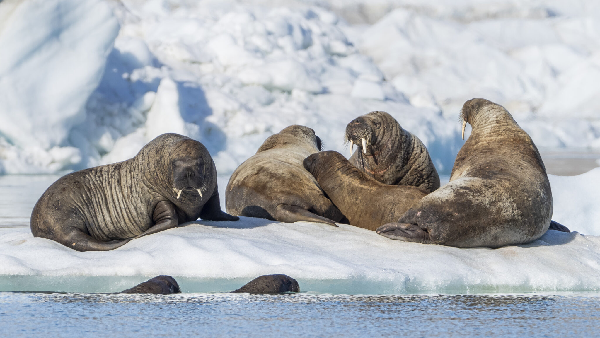 5 Animals That Need Sea Ice to Thrive - Ocean Conservancy